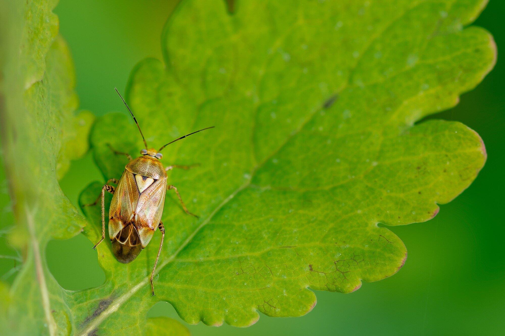 The Hidden Impact of Pests on Your Business Premises - Management Works ...